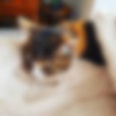 Bestyy • Penpal-Gate