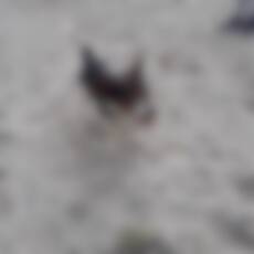 Finnix • Penpal-Gate