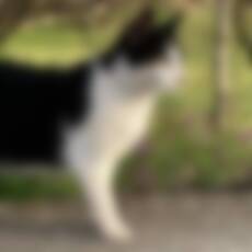 janaaa • Penpal-Gate