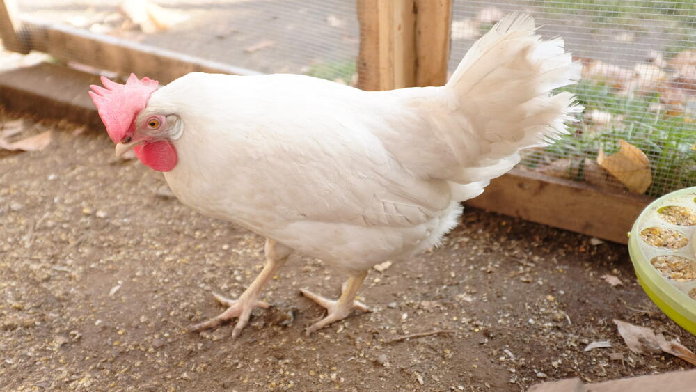 Miss_Penpal • Penpal-Gate